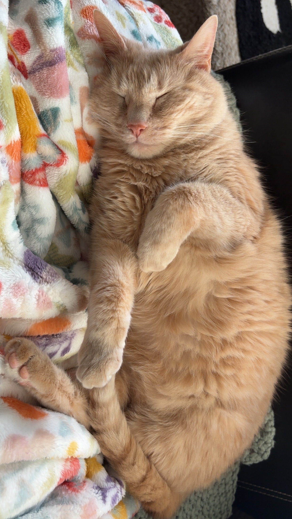 Fundraiser by Alexis Giles : Putting my Leo to rest