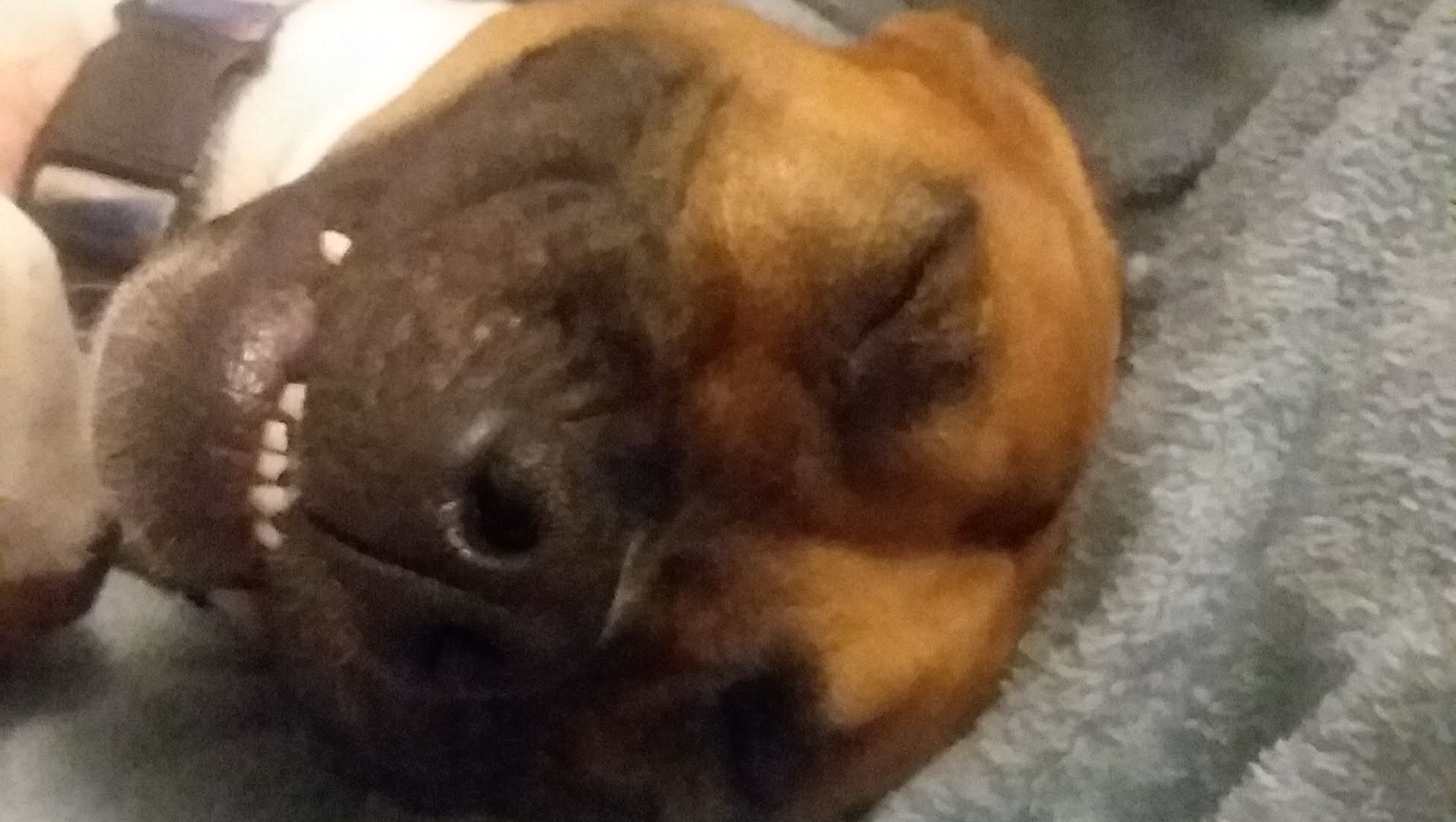 Fundraiser by Joy Beachy : Help Joy with Cremation Costs for Our Family Dog