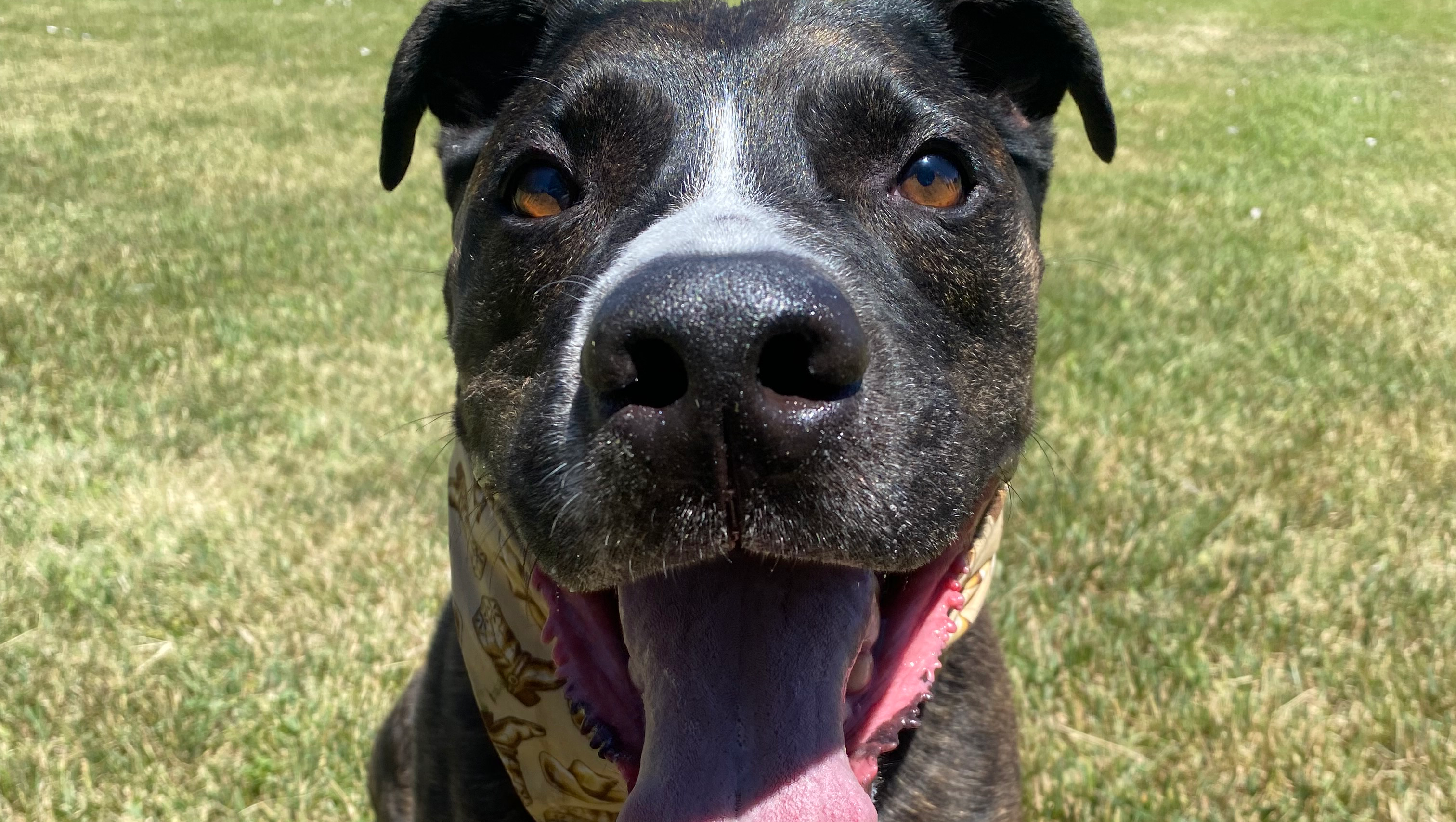 Fundraiser for Tim Escobedo by Alyssa Escobedo : Help Odin Get the ...