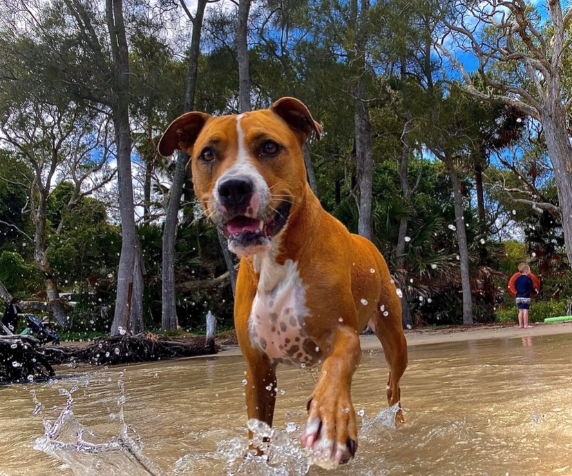 Fundraiser by Laura Diebold : Help Our Avocado Walk Again