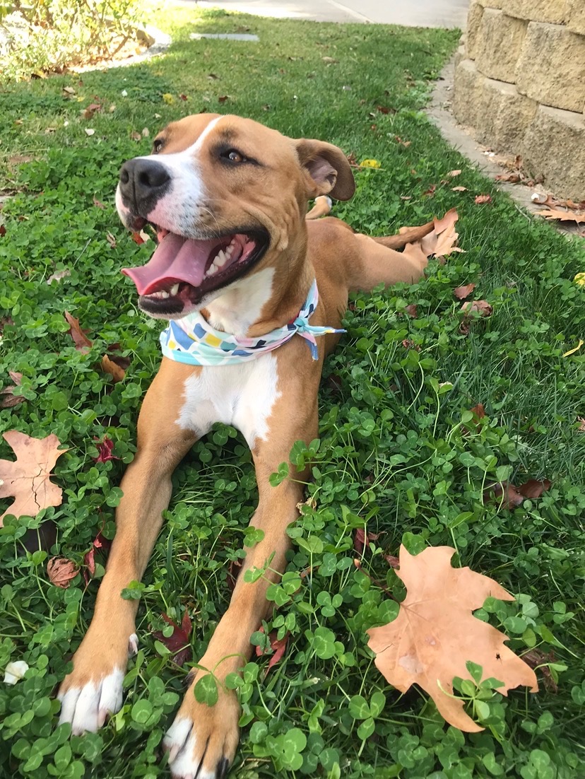 Fundraiser by Laura Diebold : Help Our Avocado Walk Again