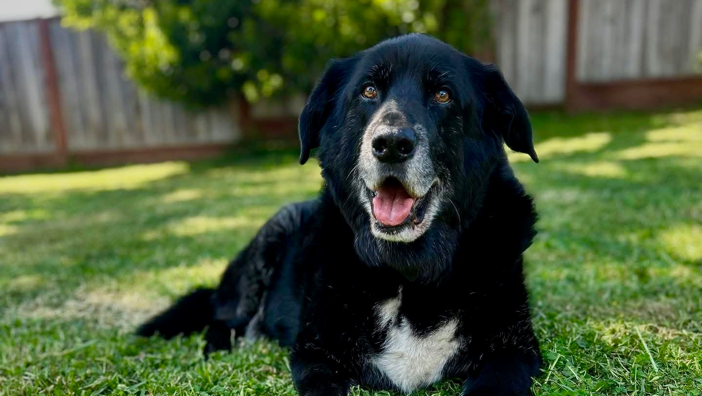 Fundraiser by Tracy McNab : Help Buster Beans Get Life-Saving Surgery