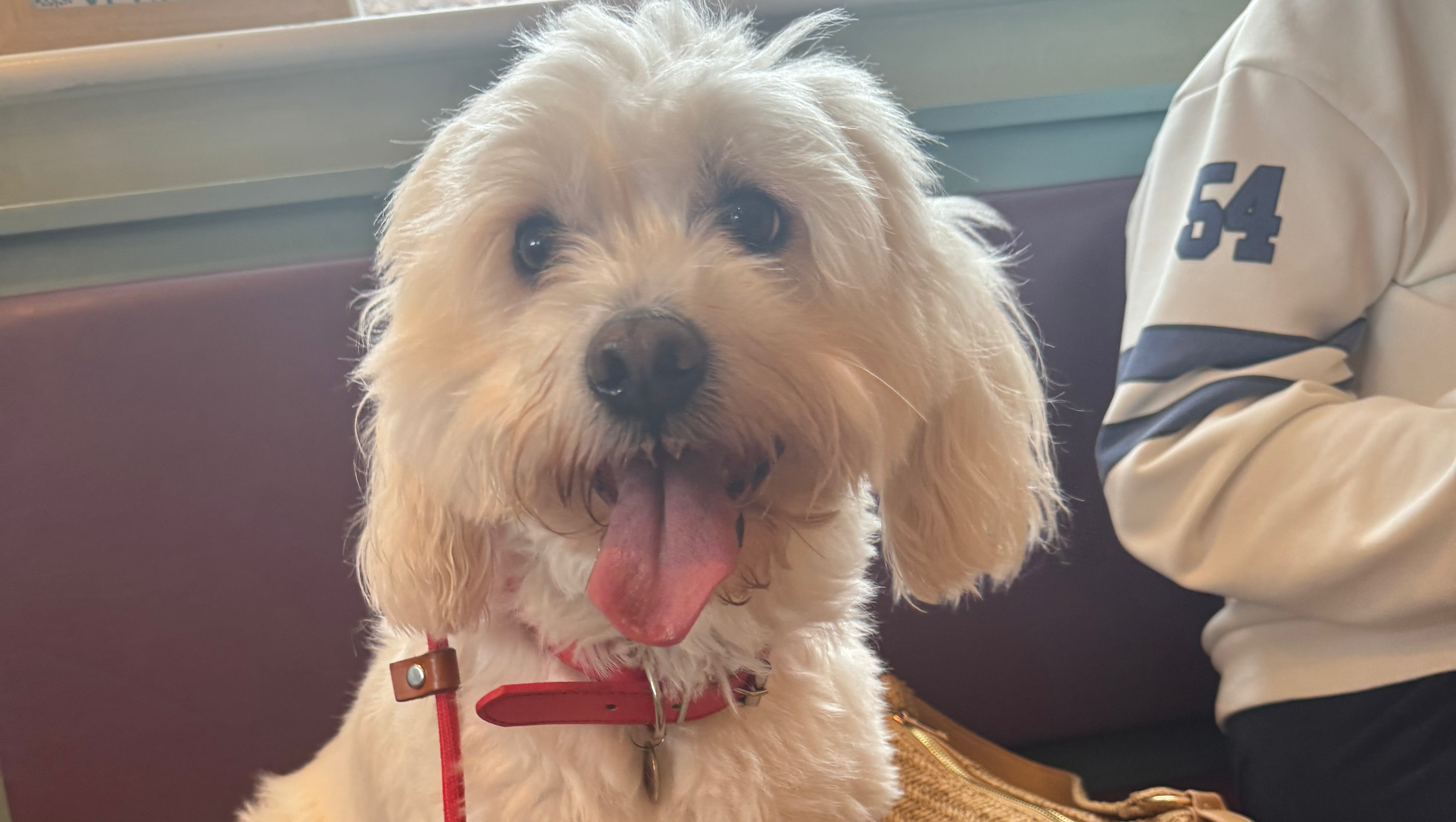 Fundraiser by holly greaves : Teddy’s cancer treatment