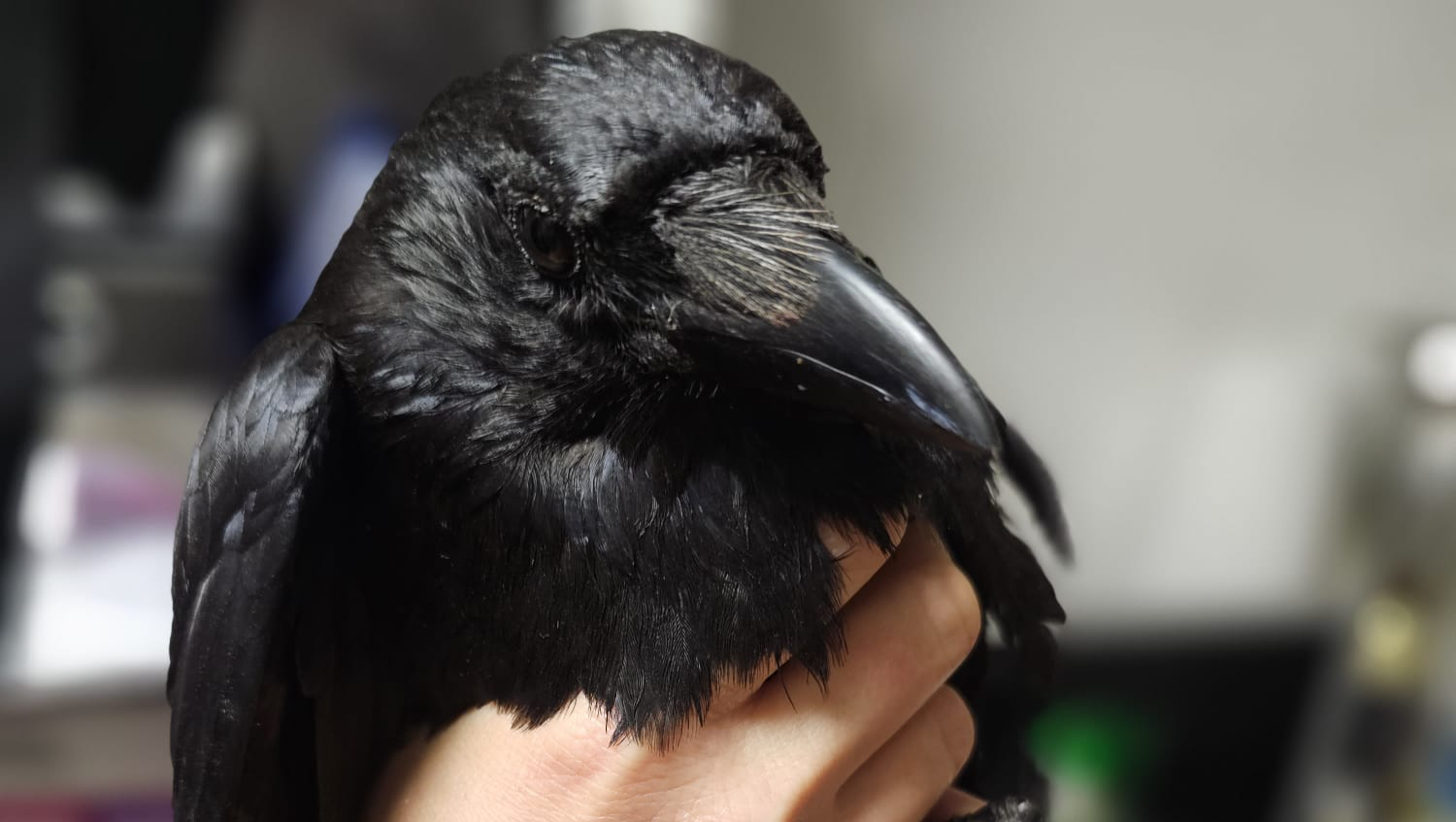 Fundraiser for Andy Shenton by Victoria Shenton : Crow.