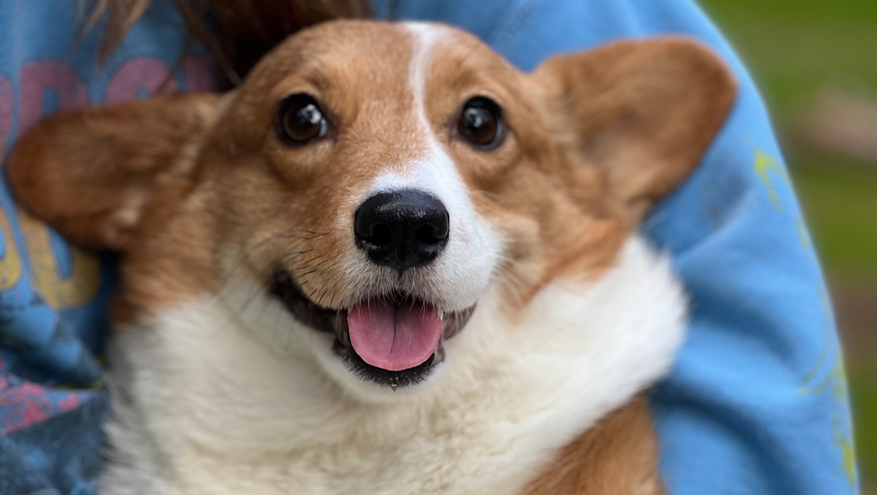 Fundraiser by Raina Woodruff : Help Bella Get Life-Saving Dental Surgery