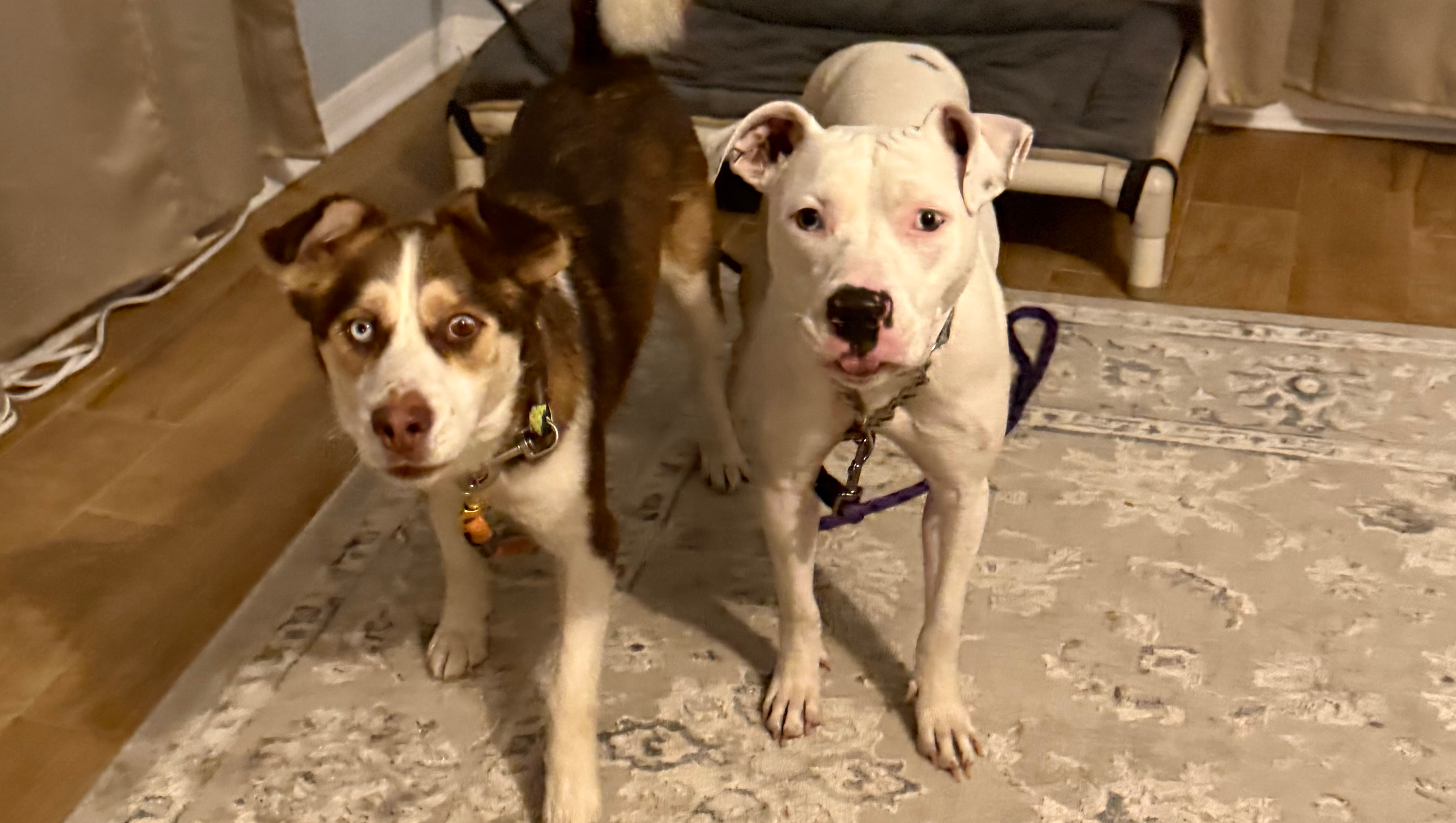 Fundraiser by Sierra Elsmore : Support Meg and Ryman’s Journey Home