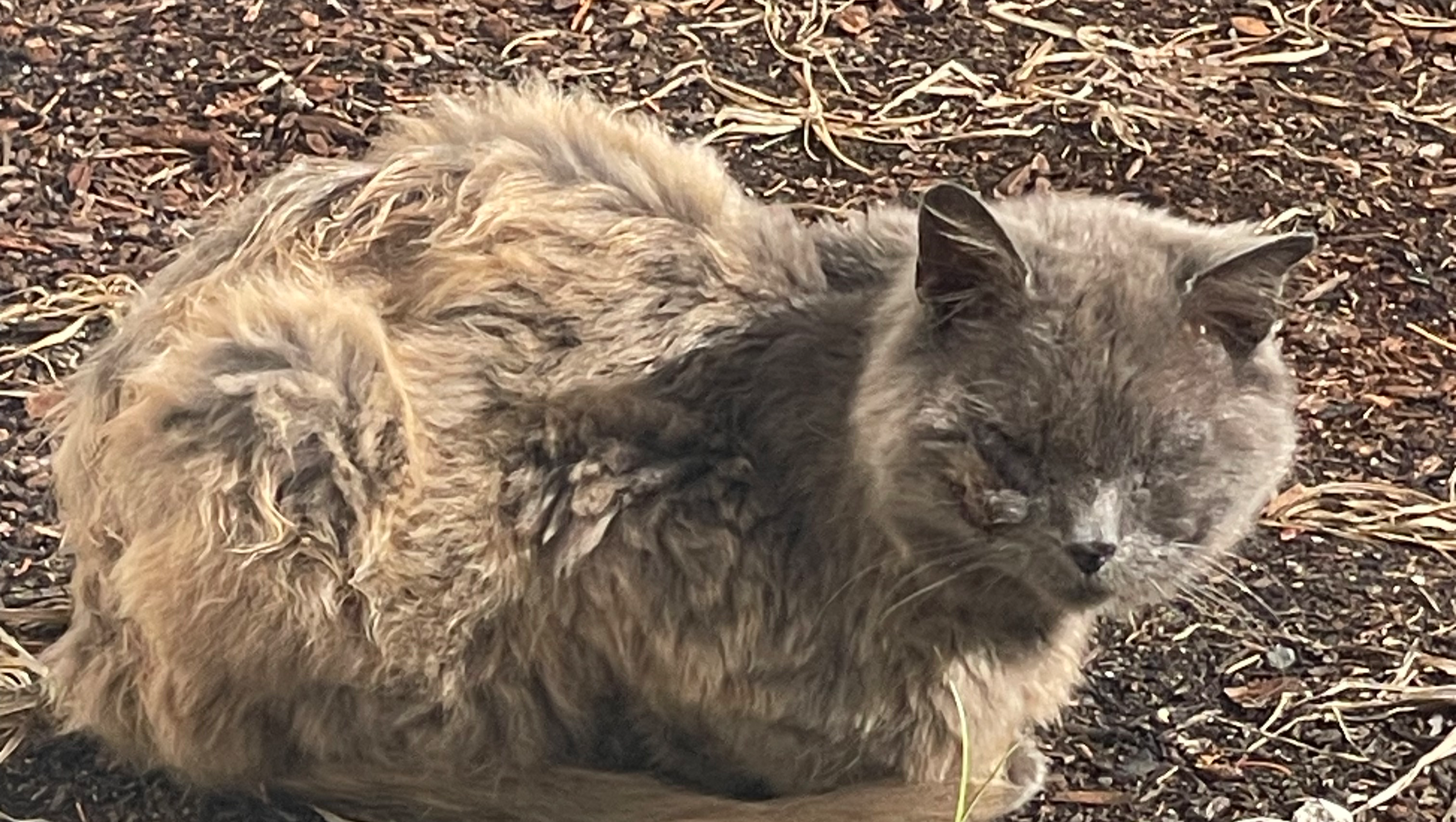 Fundraiser by Kim Rapp : Support Scruffy's Journey to Health and Happiness