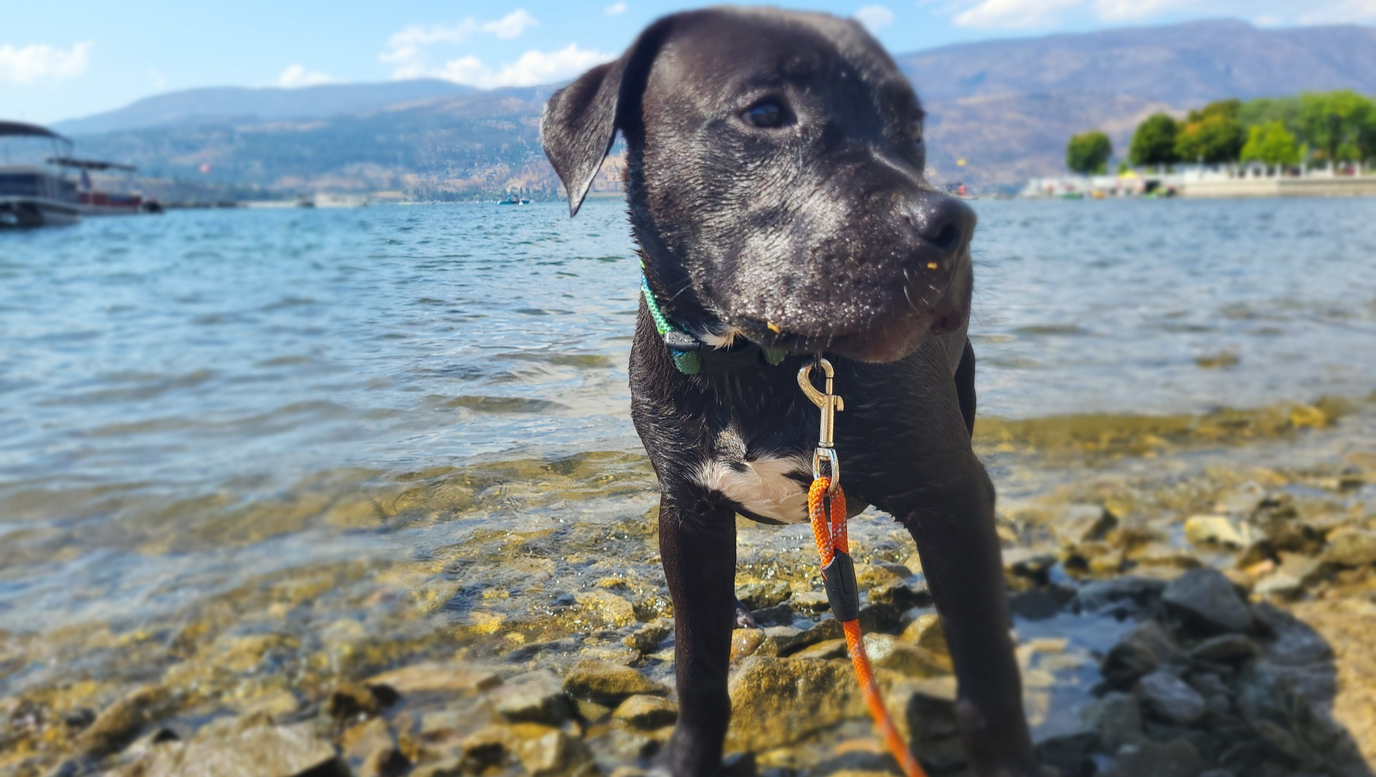 Fundraiser by Kat Veysey : Help Oscar Walk Pain-Free Again – Double Hip ...
