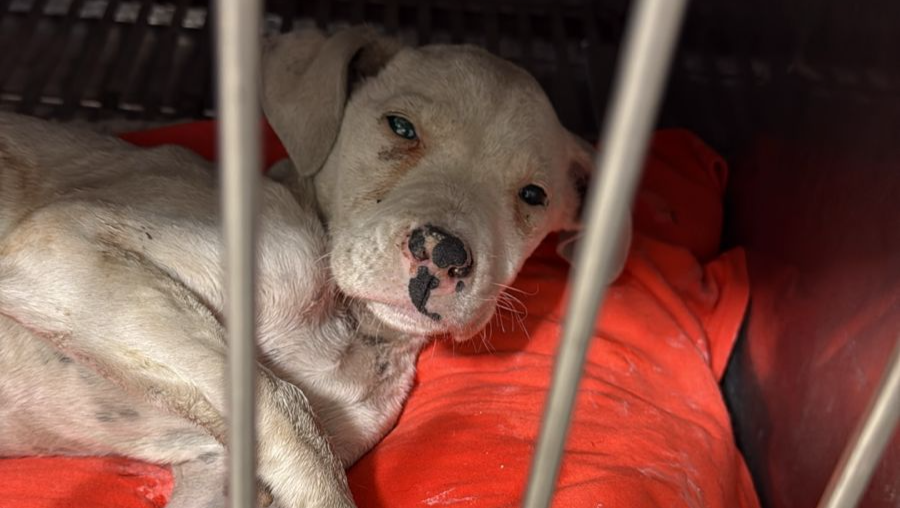 Fundraiser by Megan Springer : Support Homeward Bound Animal Rescue
