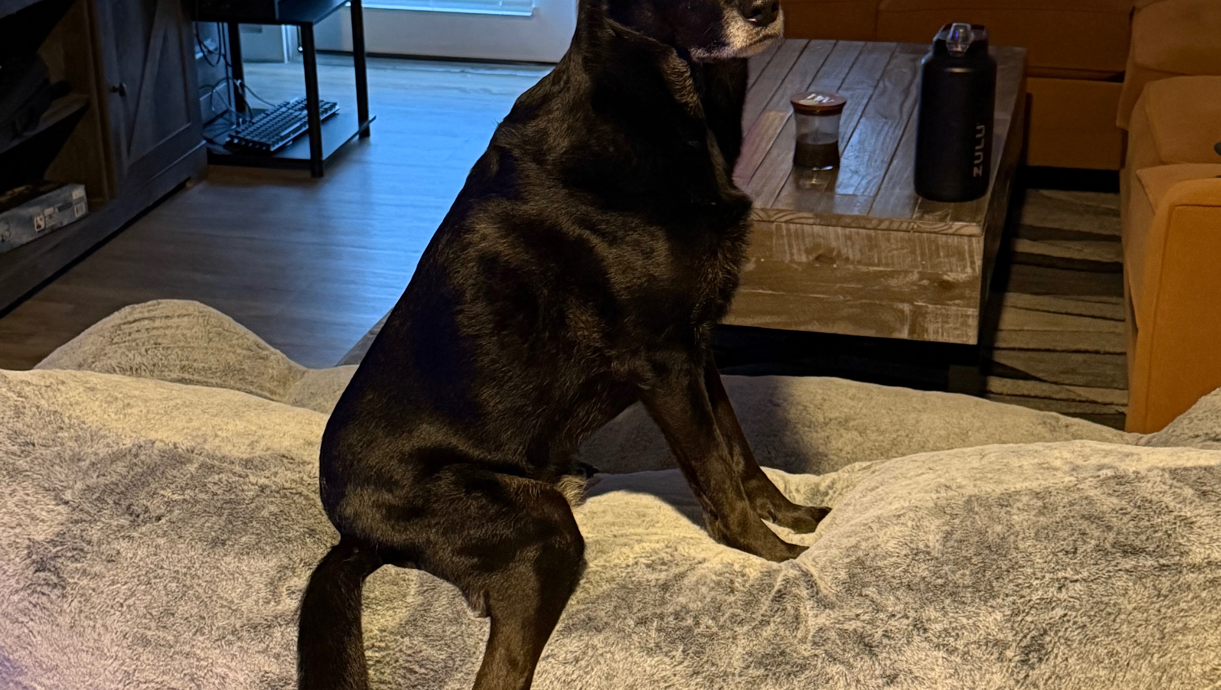 Fundraiser by donnie thompson : Support for a Veteran's Dog's Surgery