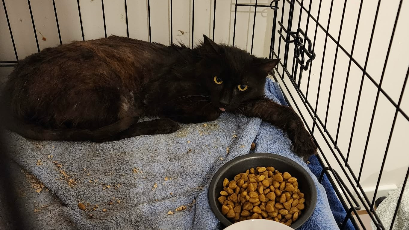 Fundraiser by Aimee Armstrong : Sesame Desperately Needs Medical Care