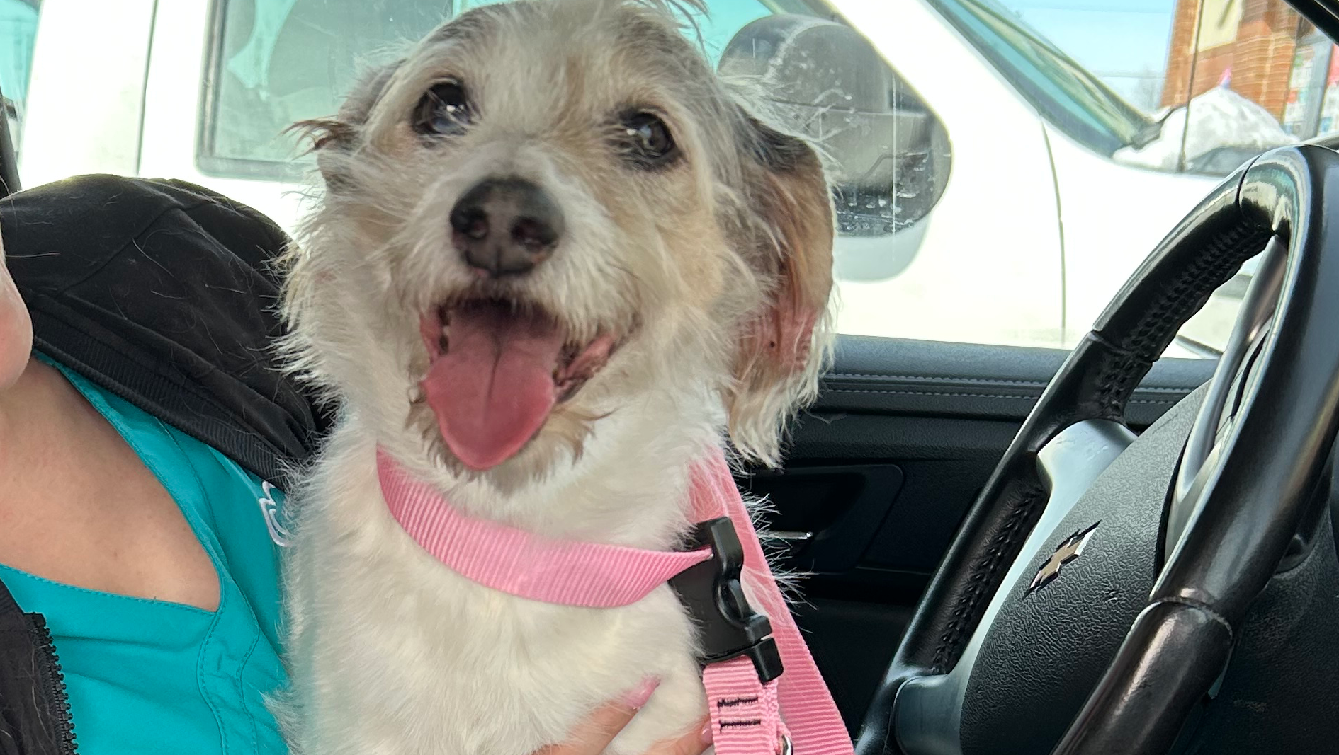 Fundraiser by Elena Chavez : Support Delilah's Vet Care and Future Rescues