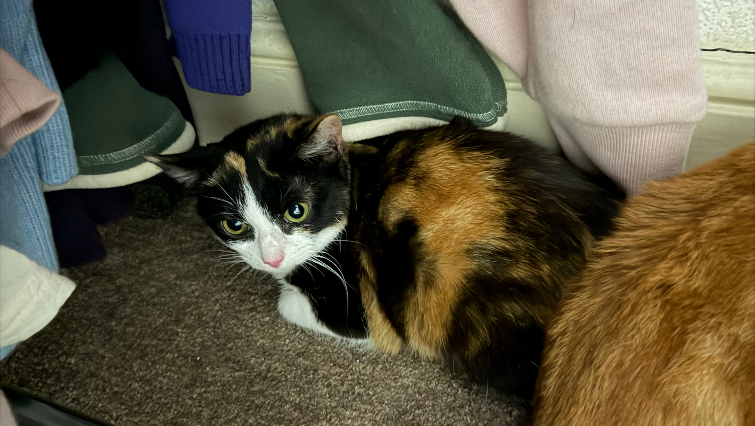 Fundraiser by Jane Carrigan : The cat and pregnant kitten