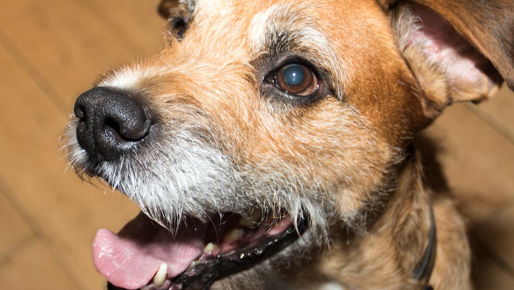 Fundraiser by Paul Kavanagh-Mosson : Wee Ginger Dug Annual Fundraiser 2026