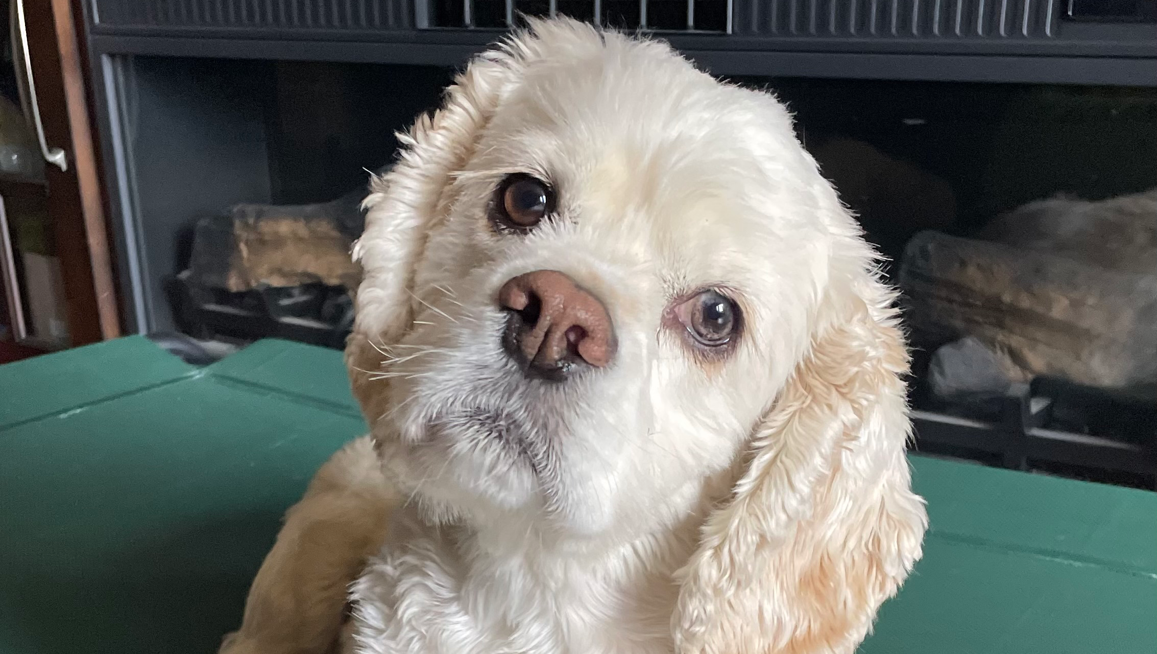 Fundraiser by Alicia Morales : Help Butter Recover from Intestinal Blockage