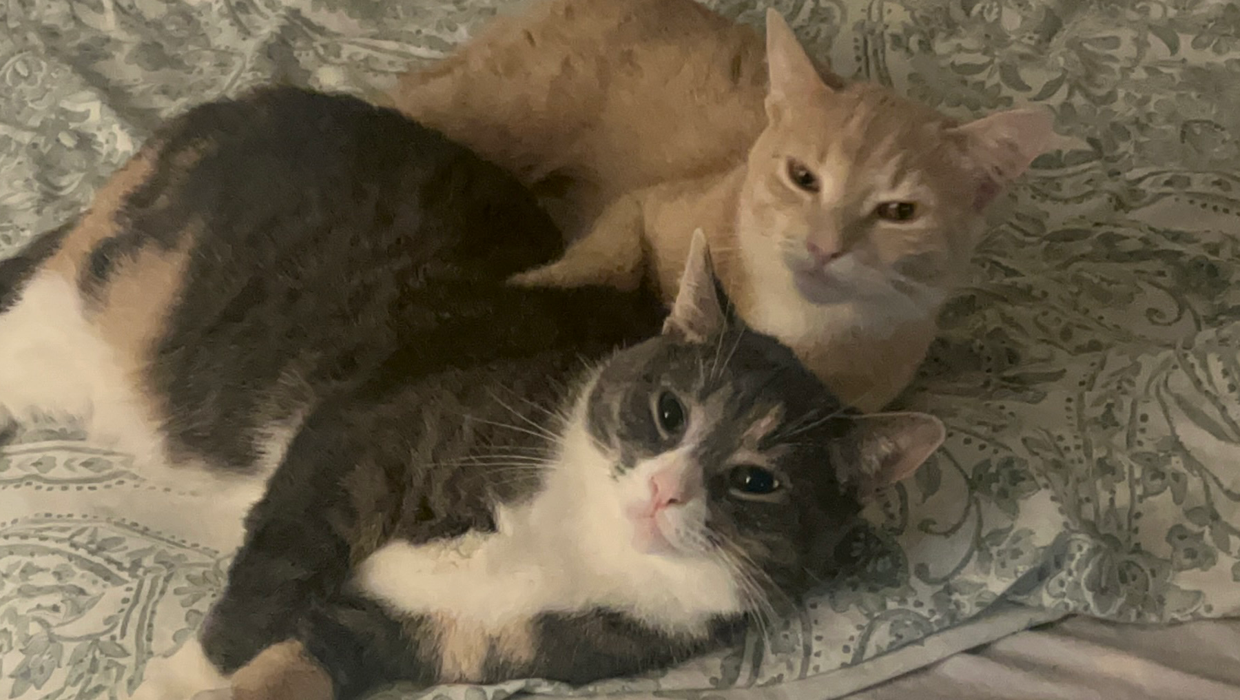 Fundraiser by Callie Hammond : Help me bring my two cats home ️