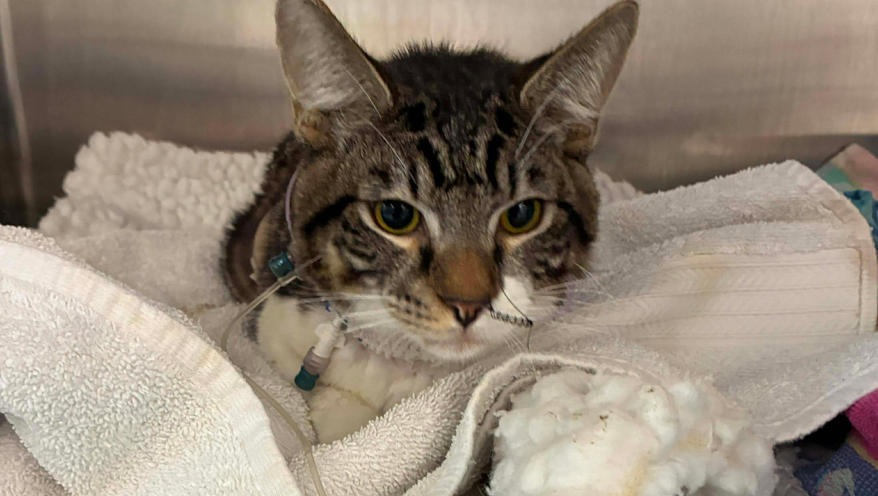 Fundraiser by Lindsay Woods : Help Pip Fight FIP – A Tiny Fighter with ...