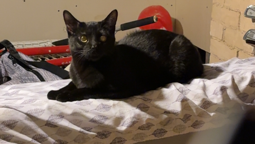 Fundraiser by Lucas Girvin : FIB treatment for toothless the cat