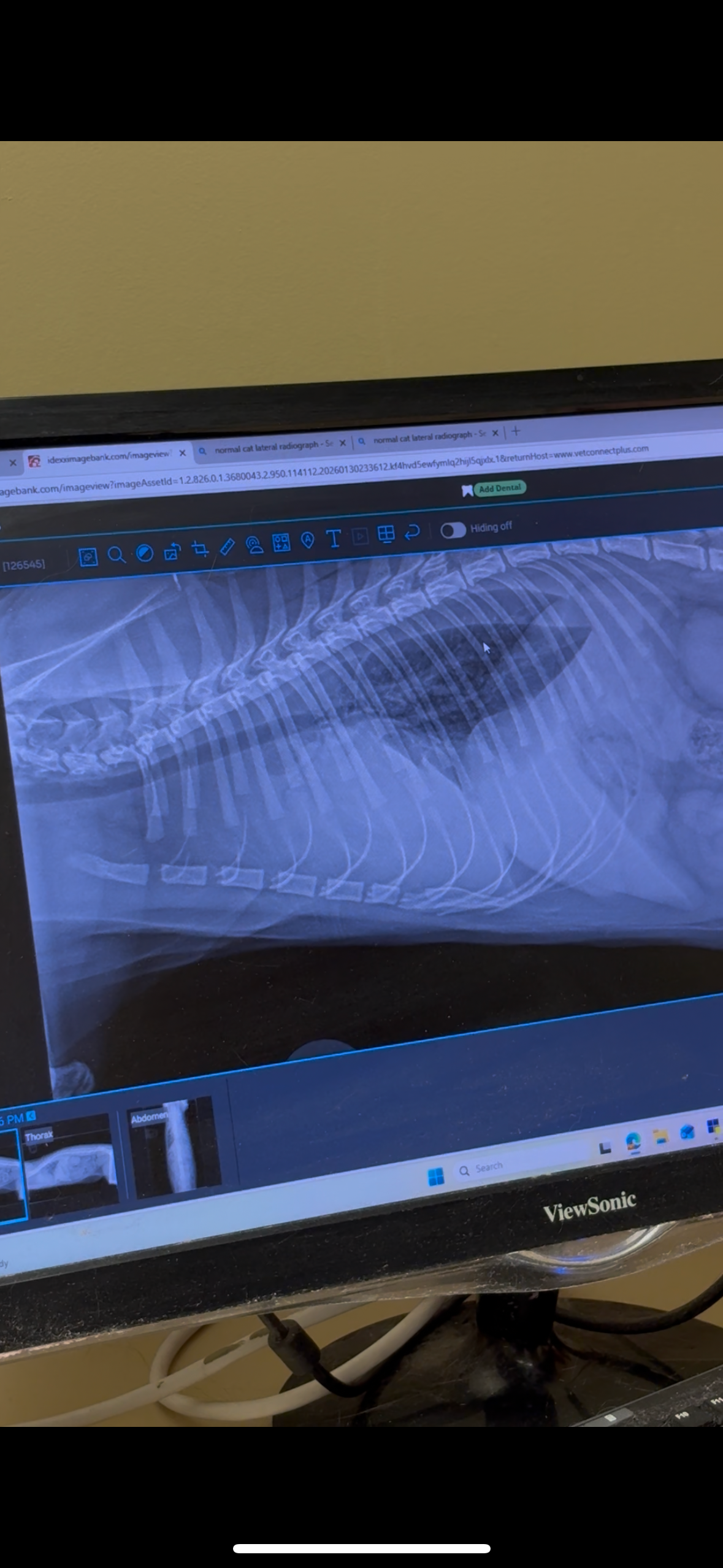 Fundraiser by Lucas Girvin : FIB treatment for toothless the cat