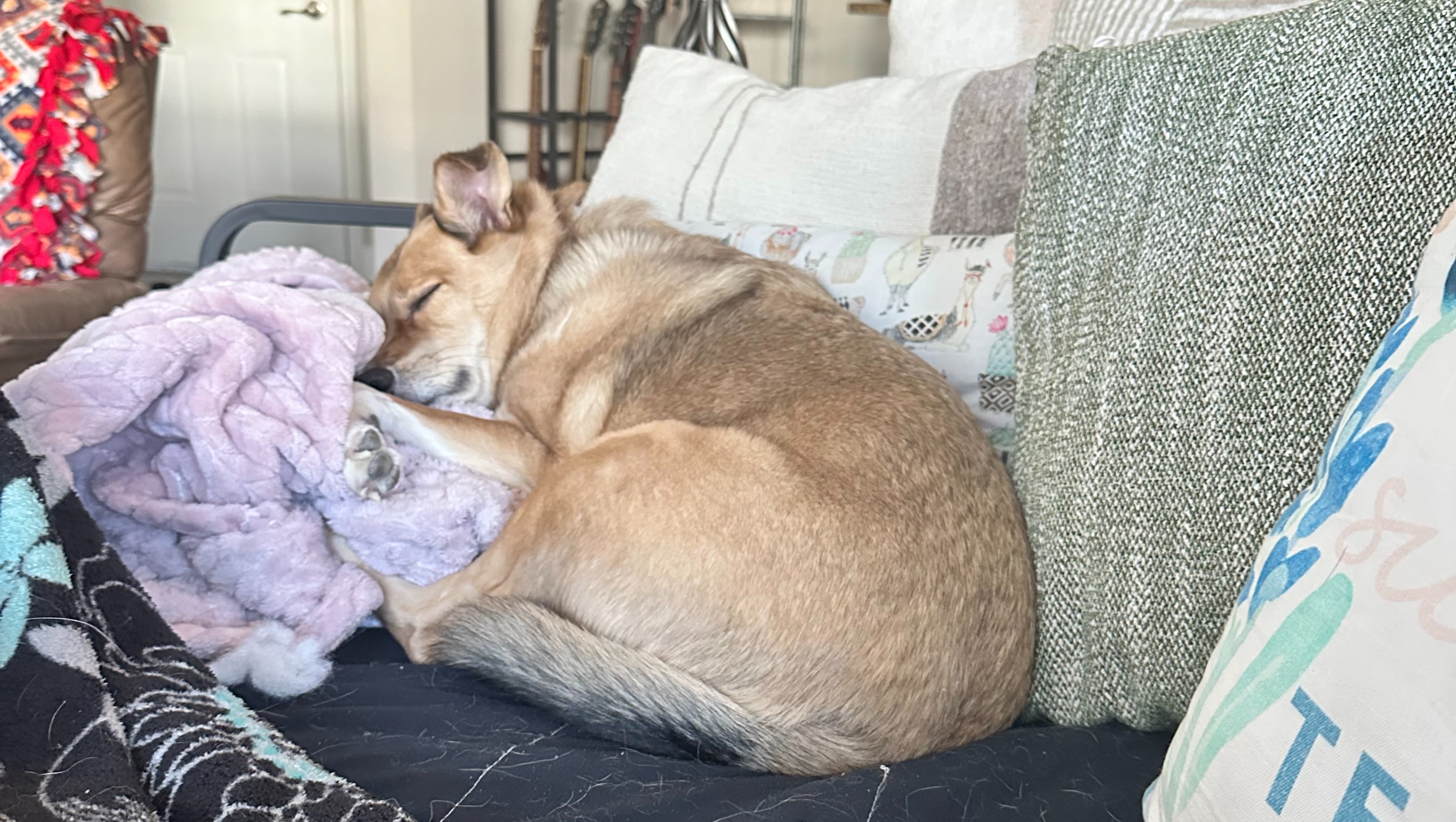 Fundraiser by Amanda Womack : Support Charlie’s Surgery Costs