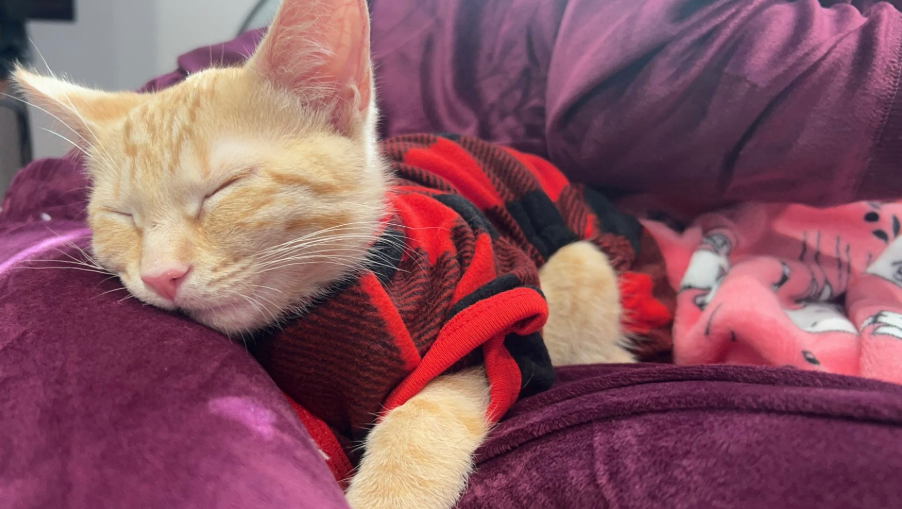 Fundraiser by Alexa Furman : Help Peach Recover from Kidney Failure