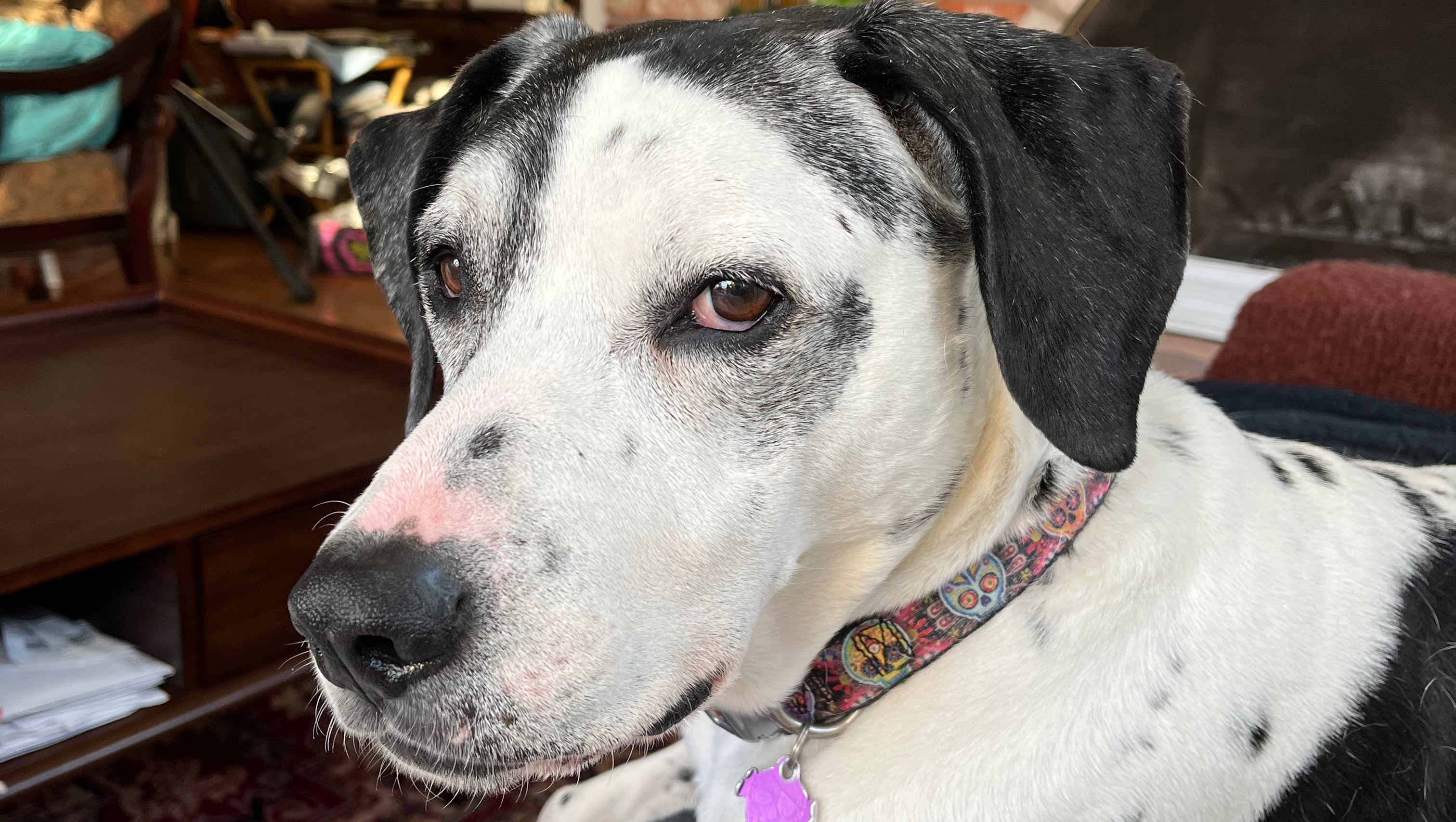 Fundraiser by Chris Partee : Help Checkers Beat Cancer