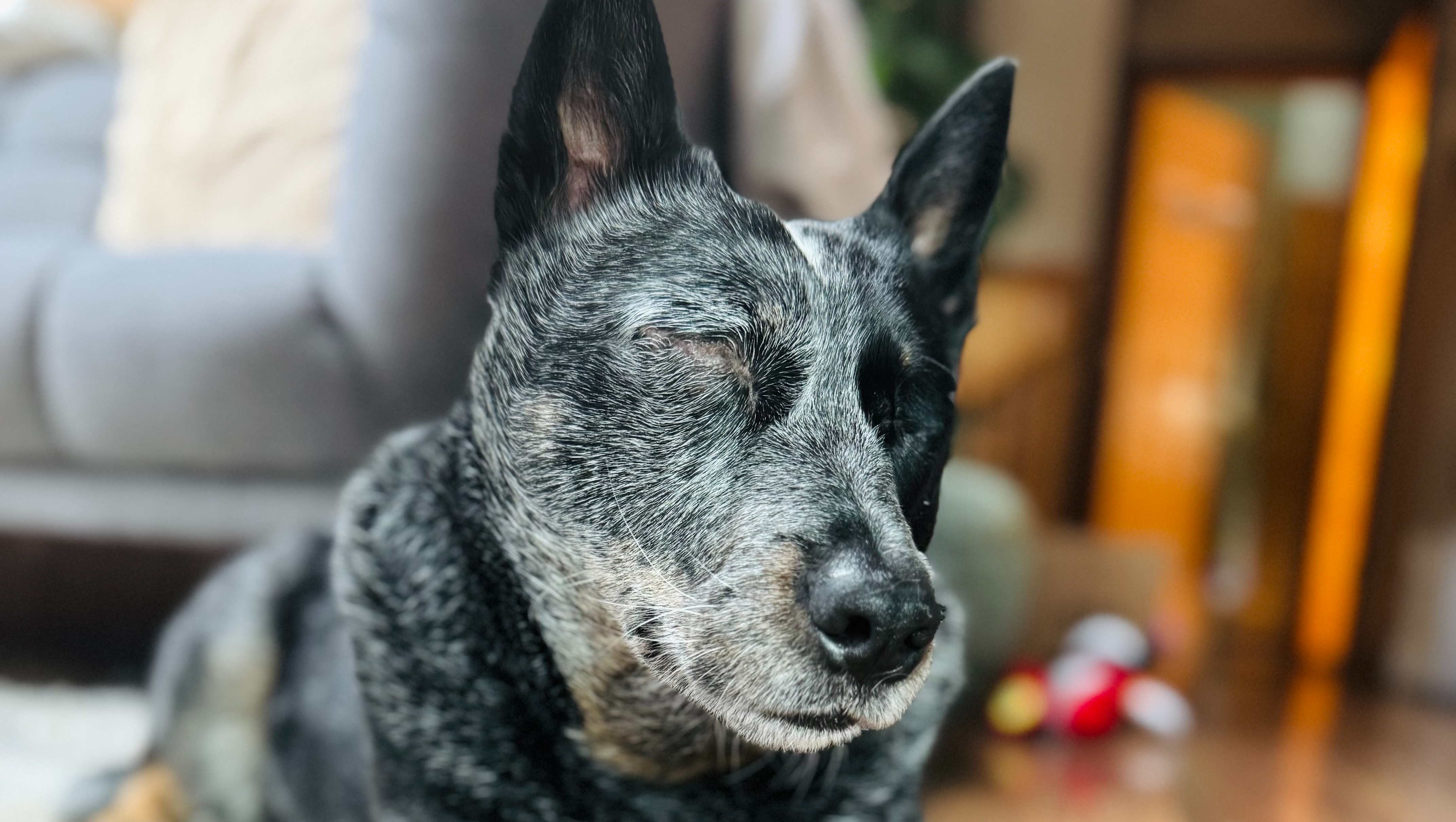 Fundraiser by Desiree McLean : Help Willow, Our Brave Blue Heeler, Get ...