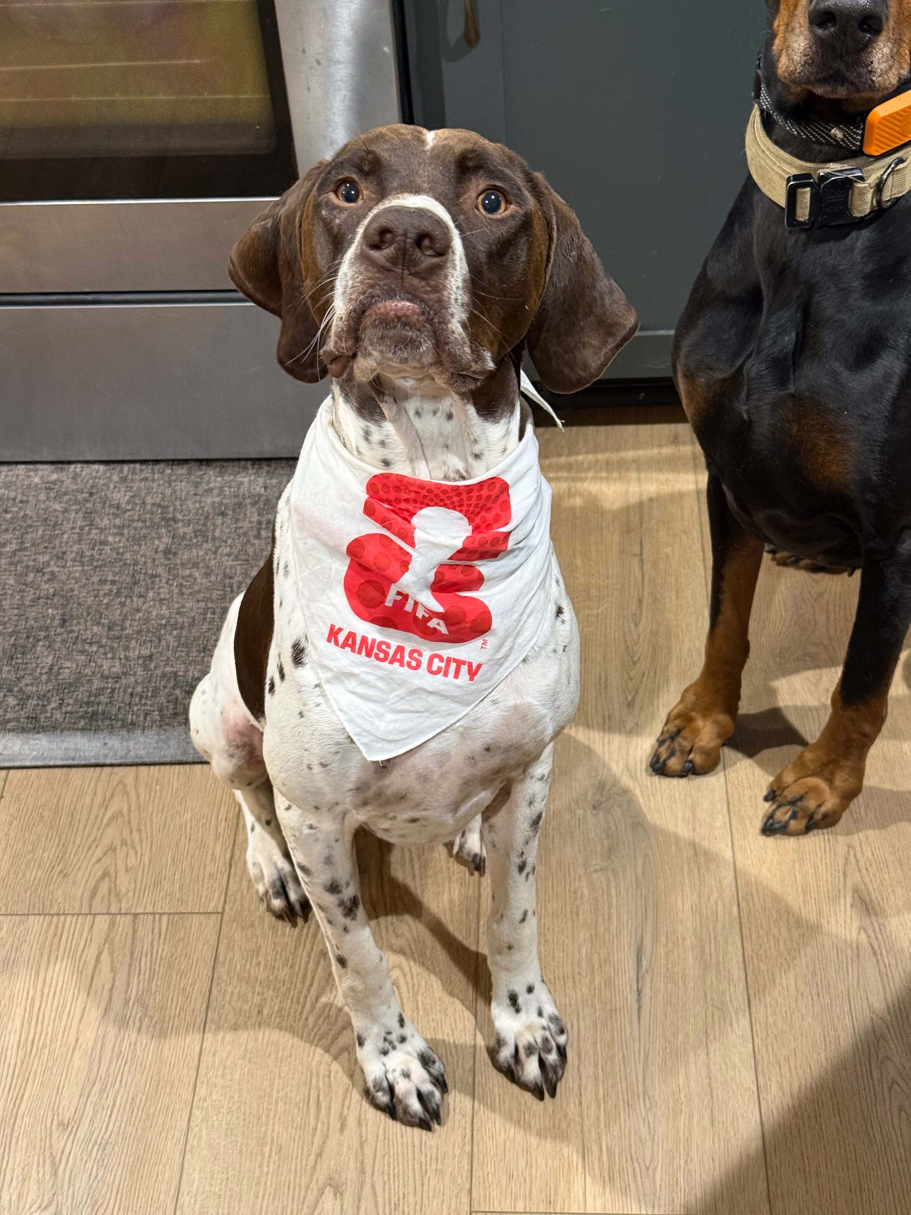 Fundraiser by derek Marlor : Help Ranger Get the Surgery He Needs