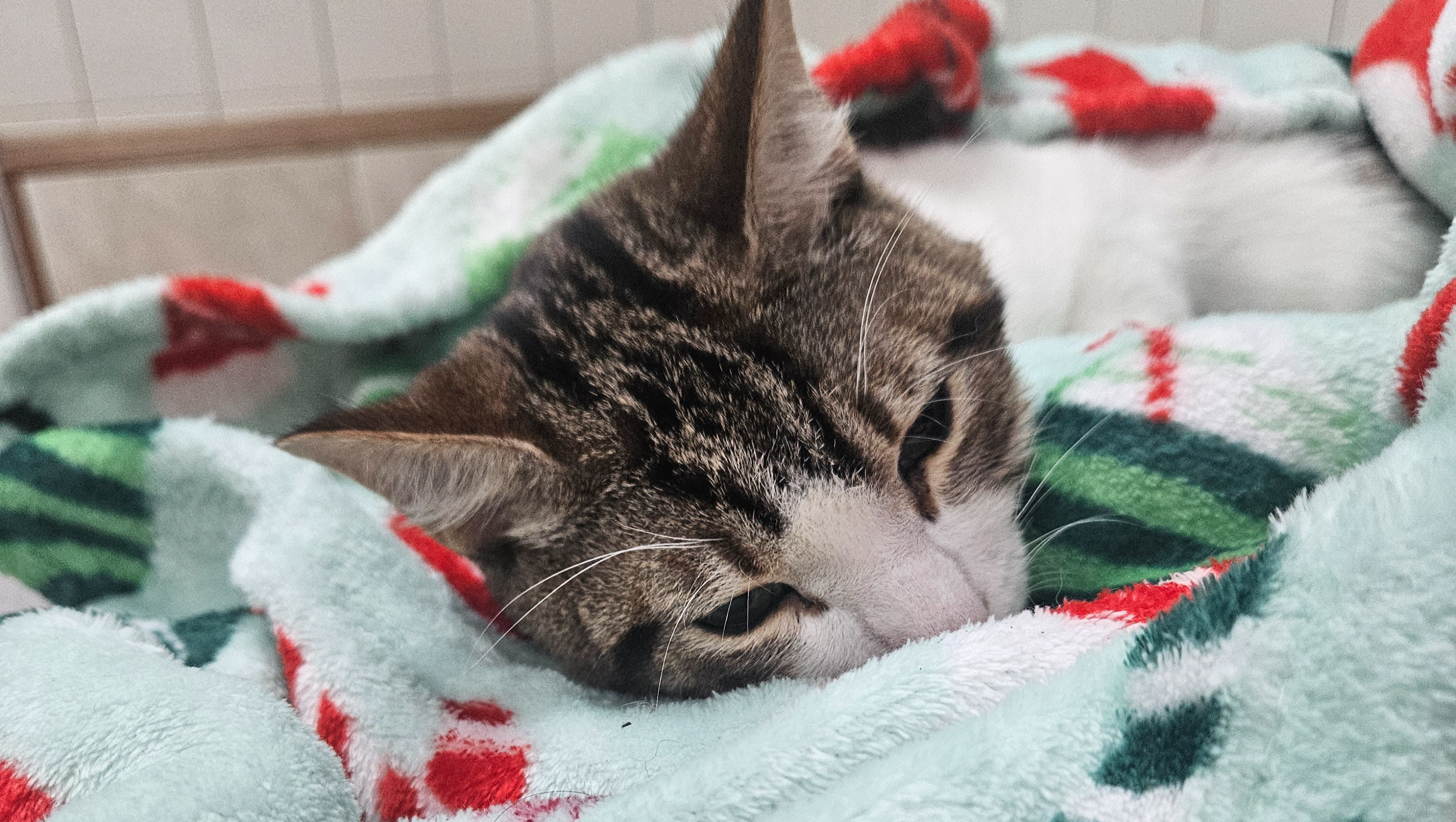 Fundraiser by Faith Bailey : Support Doofy's Subtotal Colectomy