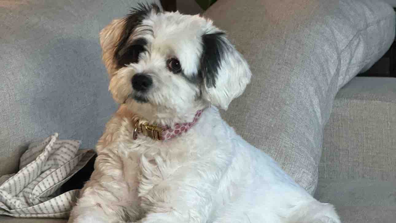 Fundraiser by Maria Lozano : Support Ruby’s Emergency Vet Care