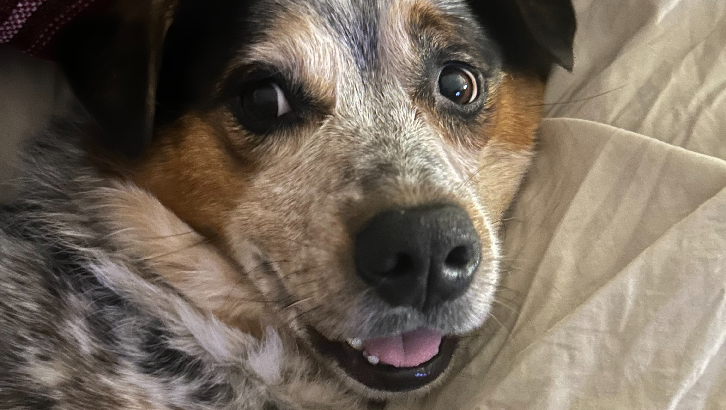 Fundraiser by Giovanni Roman : Help Watson Walk Again