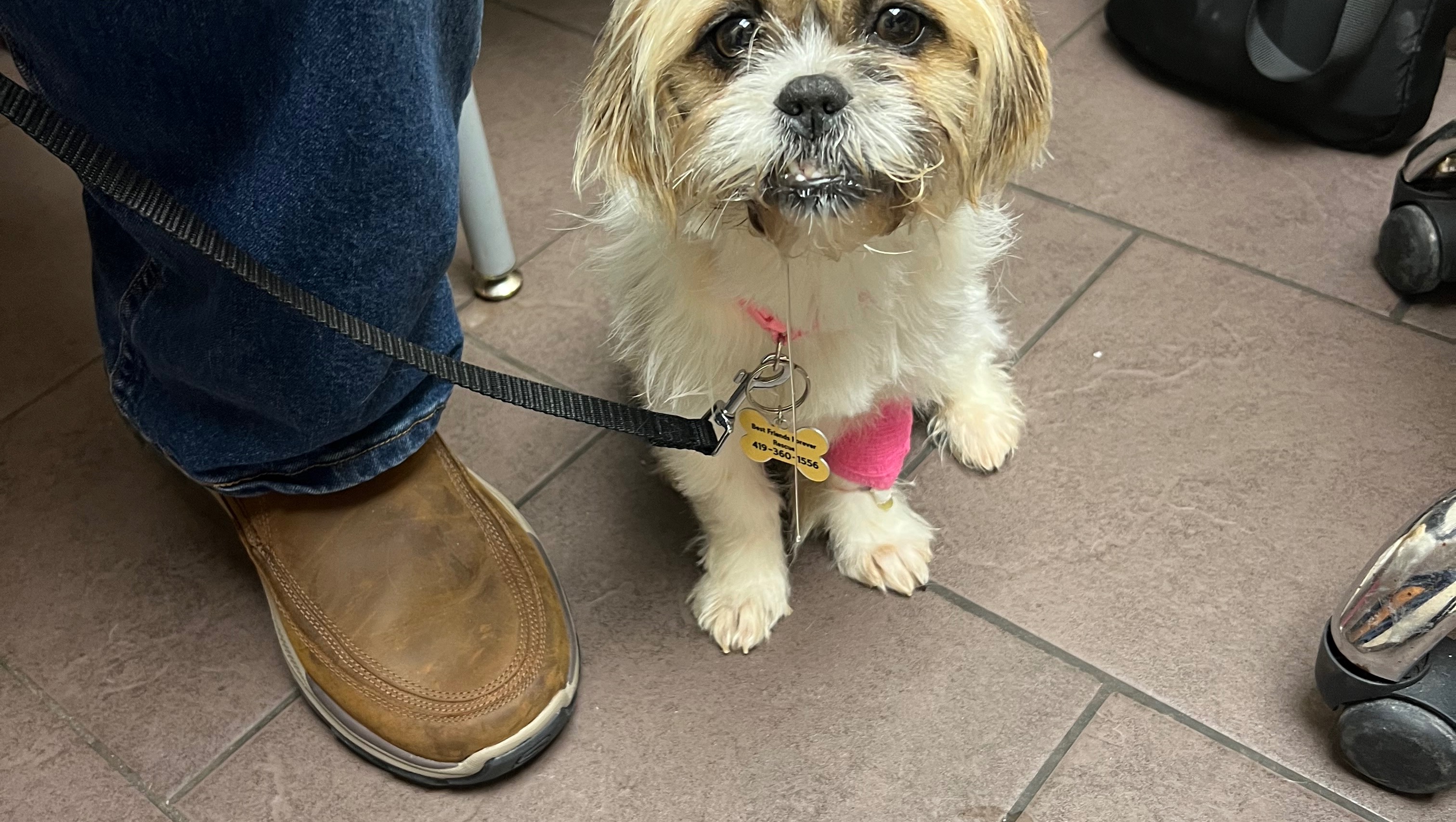 Fundraiser by Nancy Pohlman : Aid Rosie and BFFR of NW Ohio