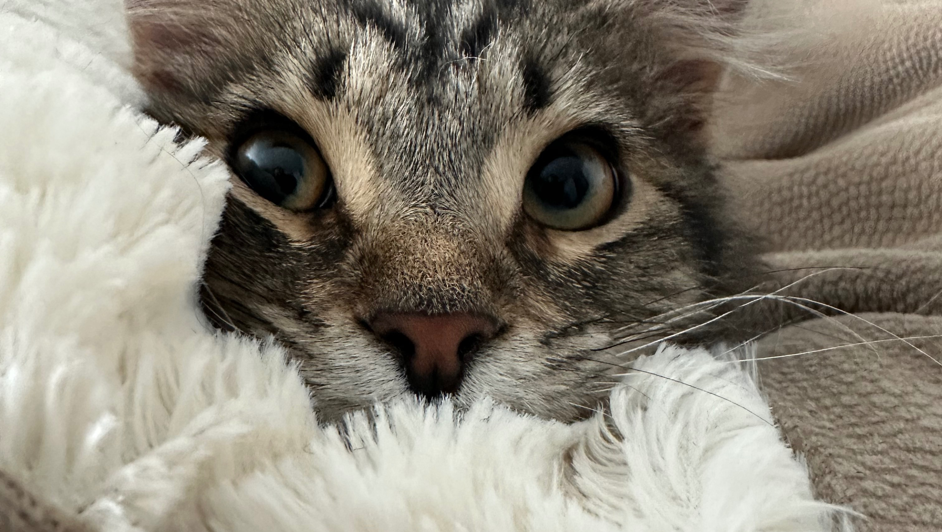 Fundraiser by Caleb Desrosiers : Support Sora’s Healing After Surgery