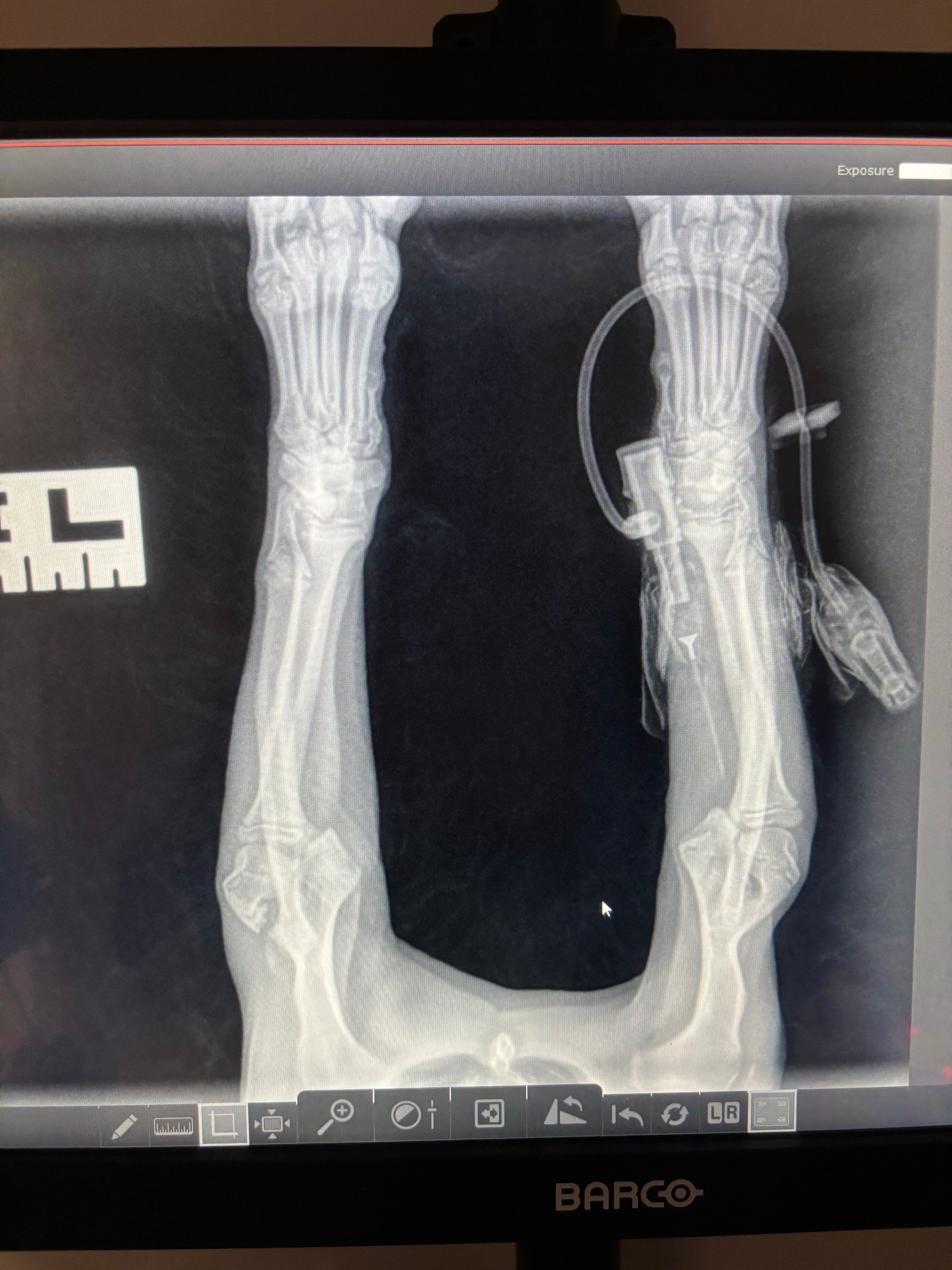 Fundraiser by Alexander Kawika Gryskiewicz : Help Bluey Get Surgery ...