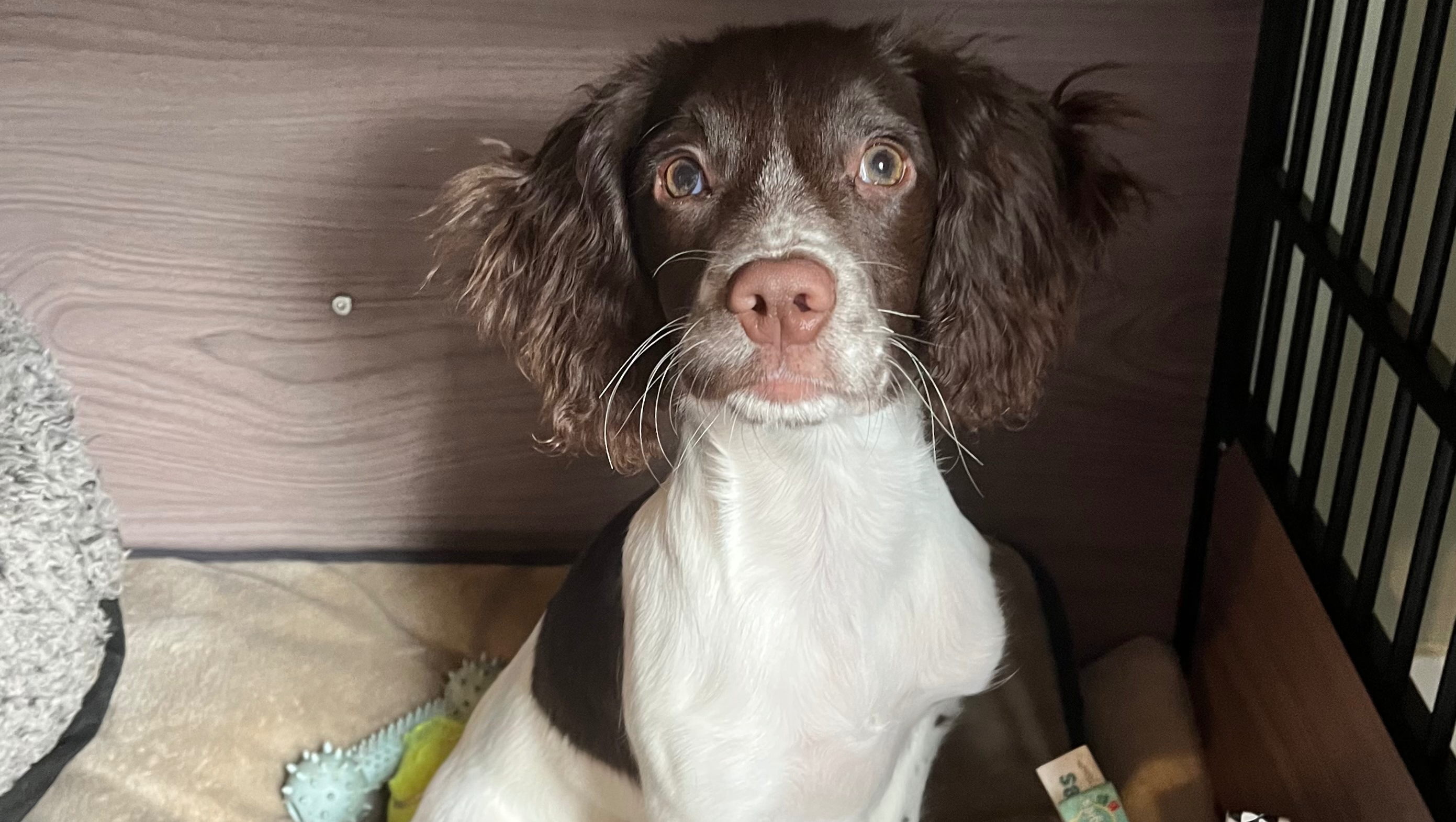 Fundraiser by Ellie Cherry : please help us fund Goose's elbow surgery ...