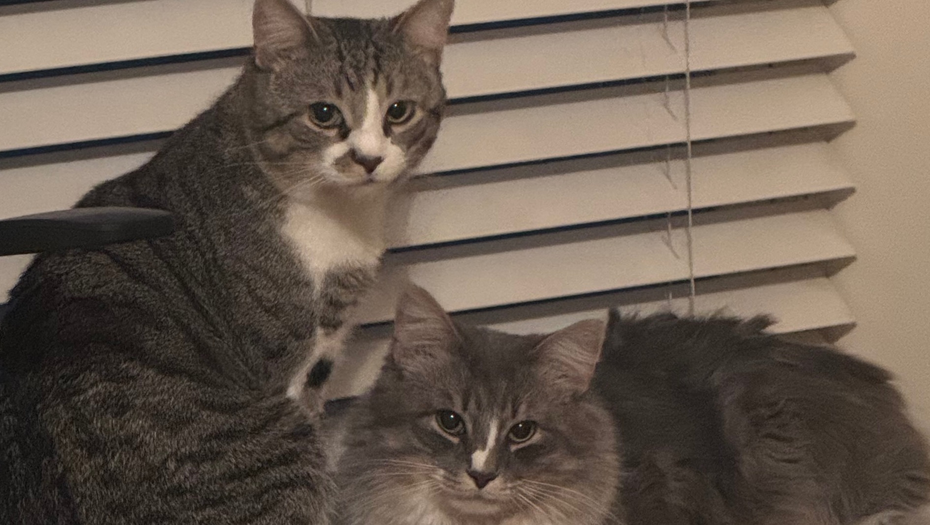 Fundraiser by Brian Lipscomb : Help FatBoy & Bones Stay in Their New Home