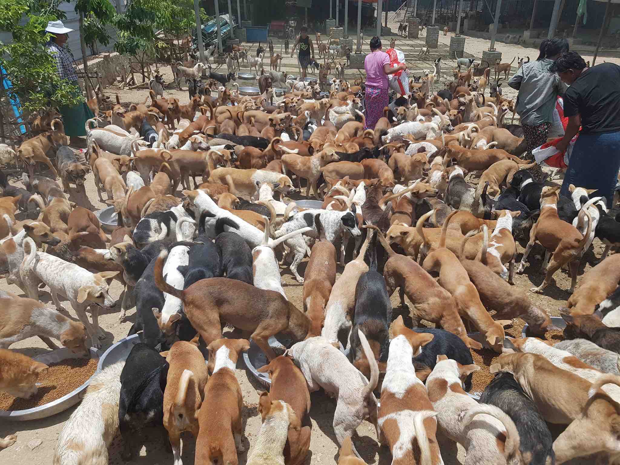 Fundraiser by Amy Shroff : SAVING STRAY ANIMALS IN MYANMAR!!!